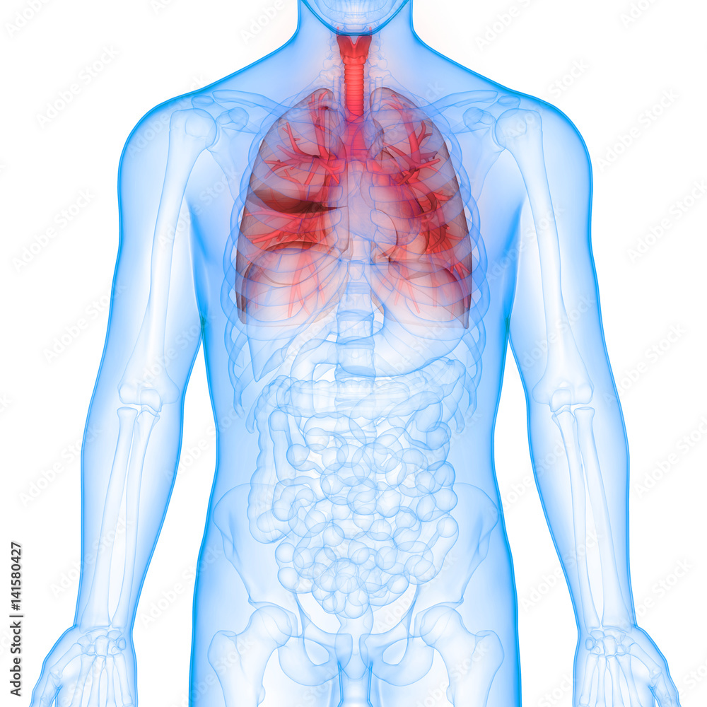 Human Body Organs (Lungs Anatomy) Stock Illustration | Adobe Stock