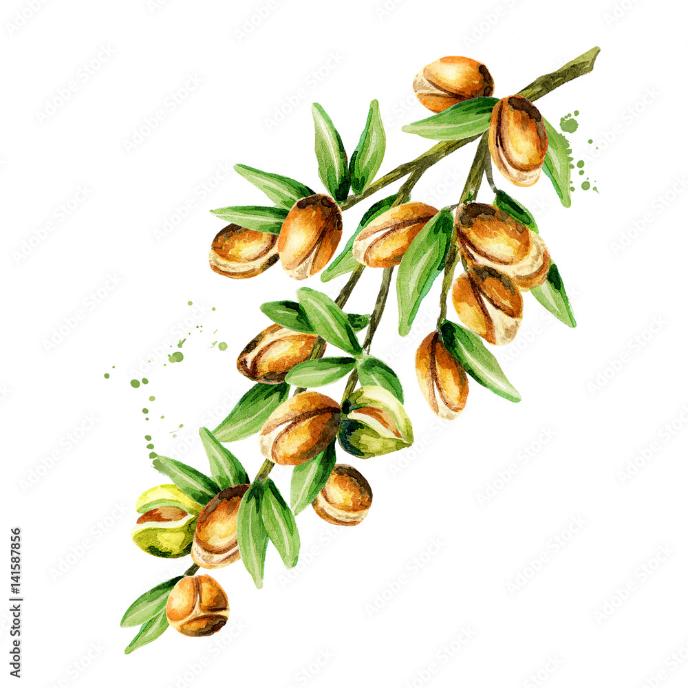 Branch of the argan tree, can be used as a design element for the ...