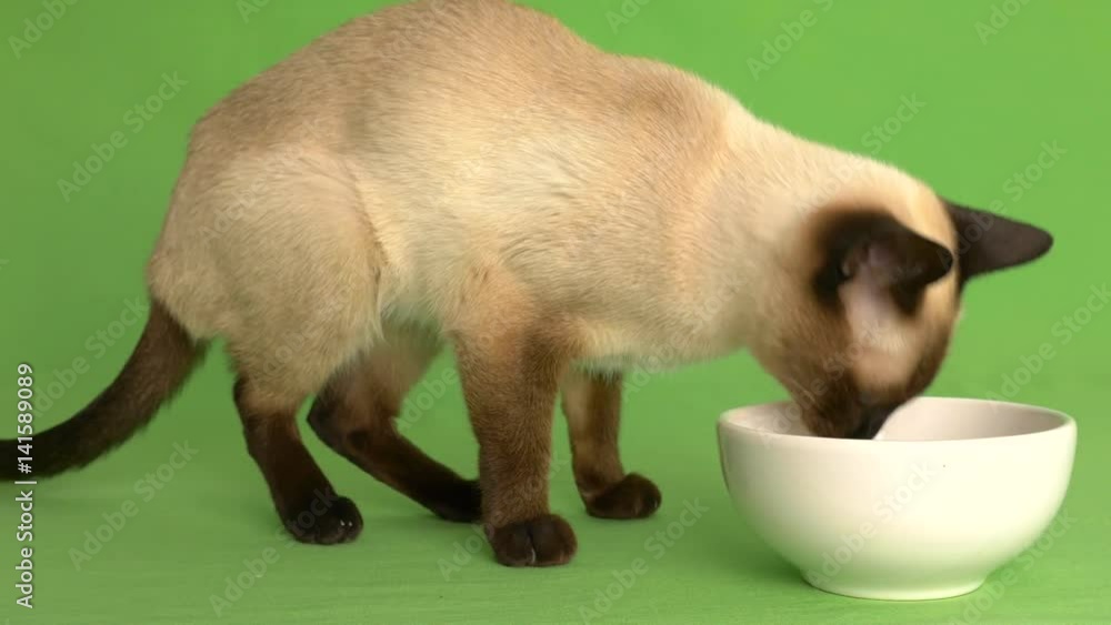 Full side shot for chroma keying of Siamese seal point cat eating from ...