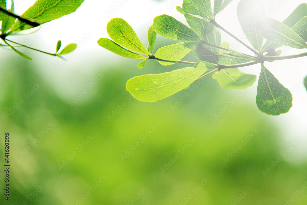 Green leaf nature background. Stock Photo | Adobe Stock