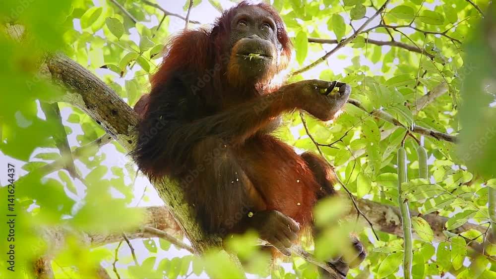 A truly Wild Endangered female Bornean Orangutan (Pongo pygmaeus) eats ...