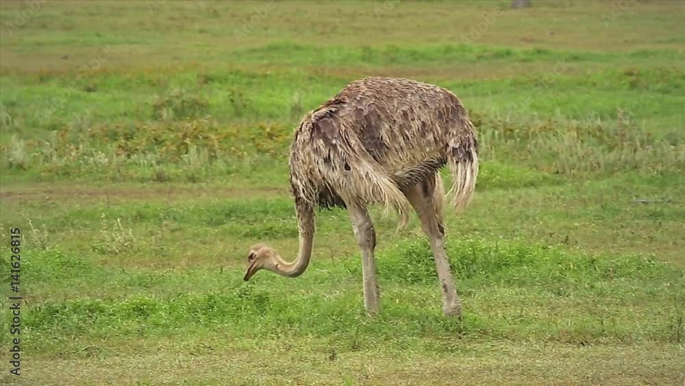 A female Ostrich walking and eating grass in the Ngorongoro Crater in ...