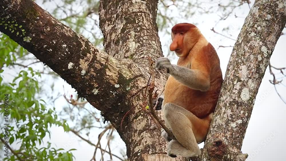 A highly Endangered Proboscis Monkey (Nasalis larvatus) eating in a ...