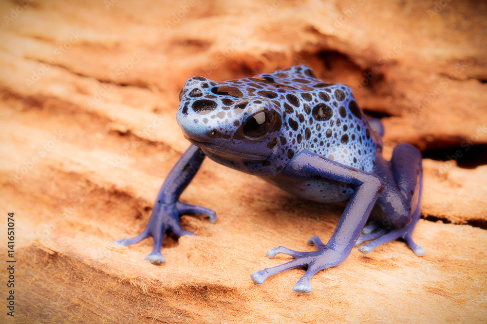 Rainforest Blue Frogs