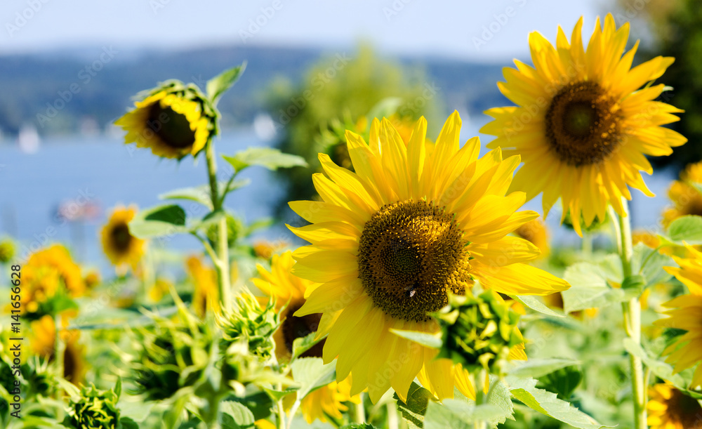 Landschaft im Sommer: Sonnenblumenfeld am Bodensee an einem warmen ...