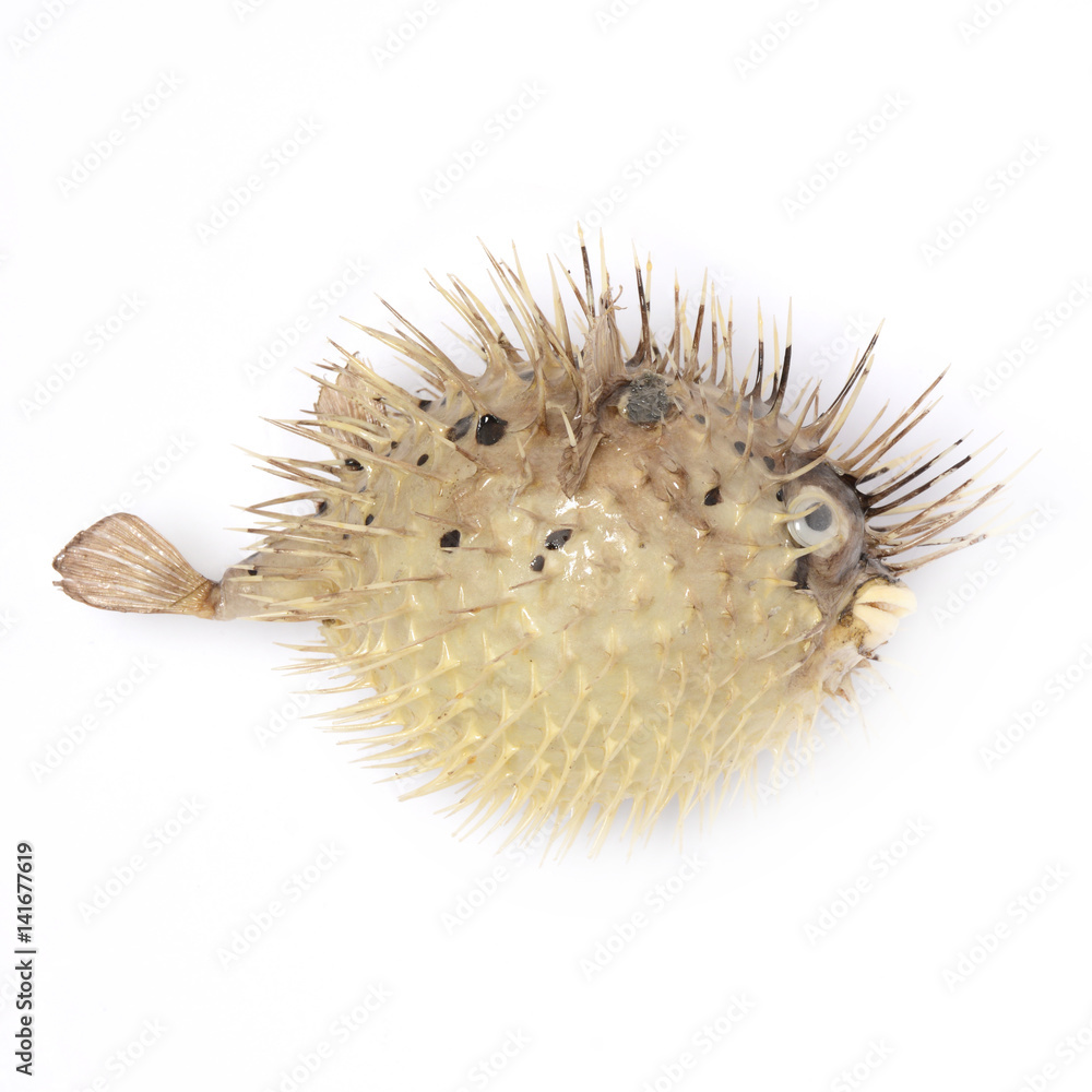 Hedgehog Fish