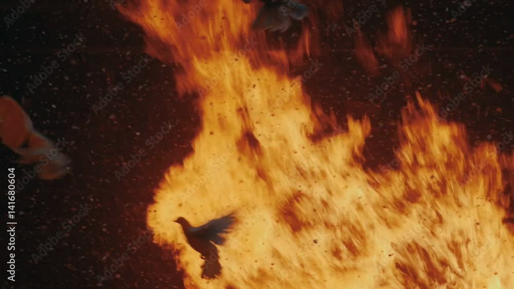 Fire flames on black background. Dove flying on fire background. Snow ...