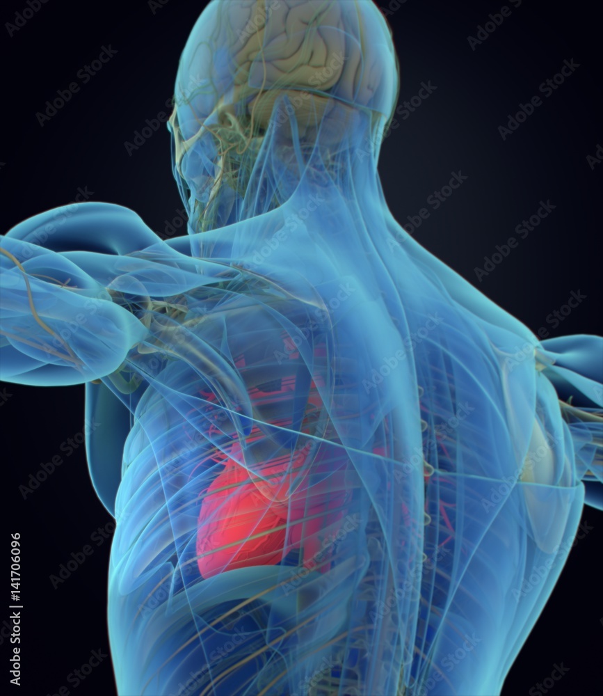 Heart xray, human anatomy. Medical scan. 3D body. 3d illustration Stock ...