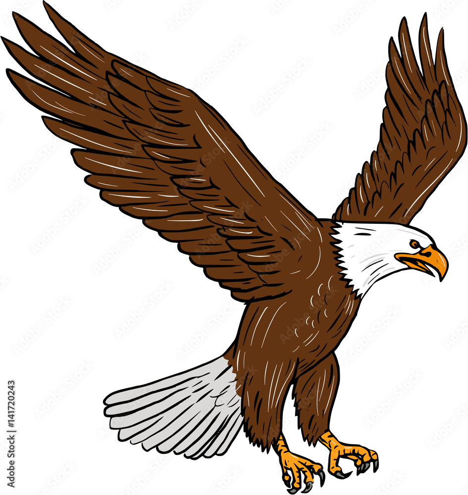 Philippine Eagle Flying Drawing