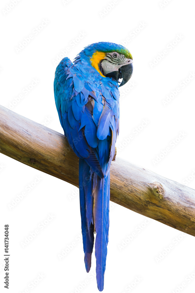 macow bird Stock Photo | Adobe Stock
