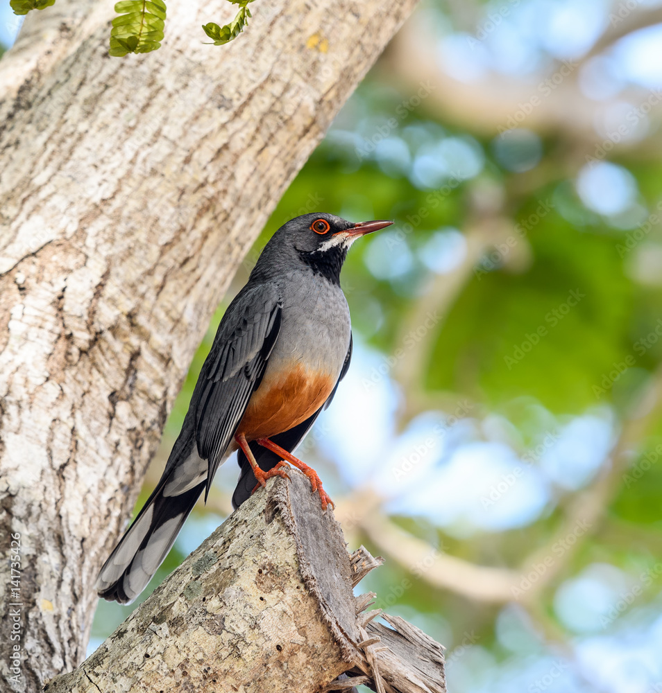 Red-legged Thrush Stock Photo | Adobe Stock