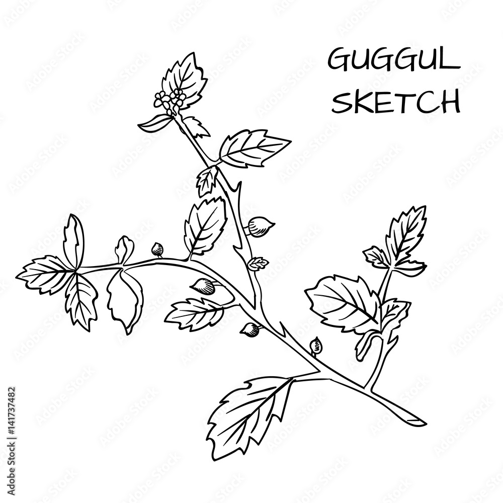 Guggul hand drawn VECTOR outline sketch, black contour. Stock Vector ...