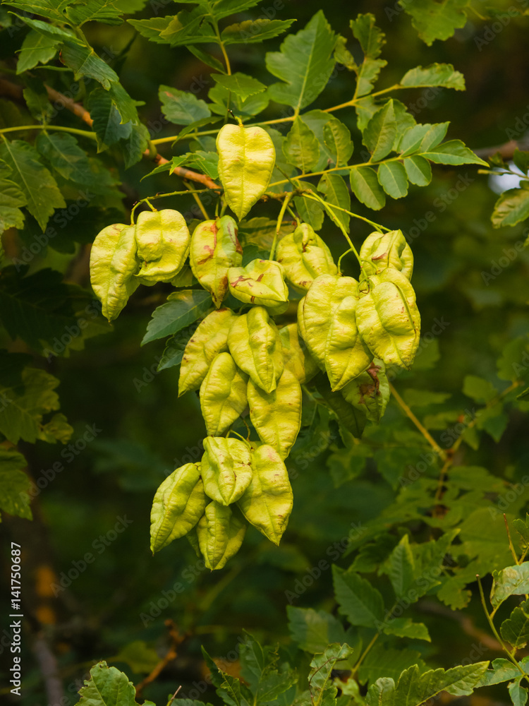 Goldenrain Tree Seed Pods