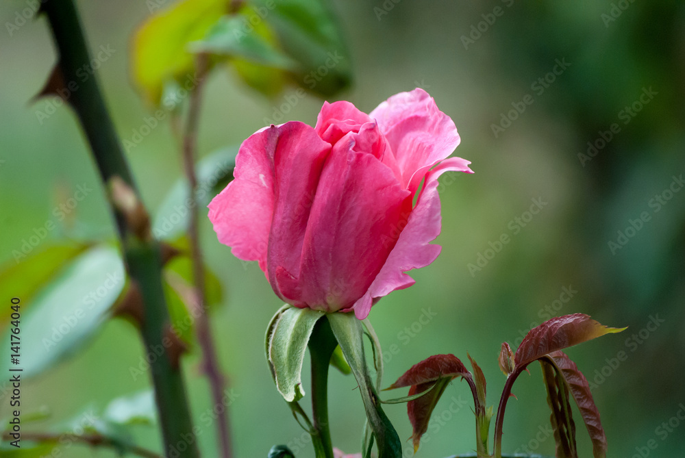 Rosa fucsia Stock Photo | Adobe Stock