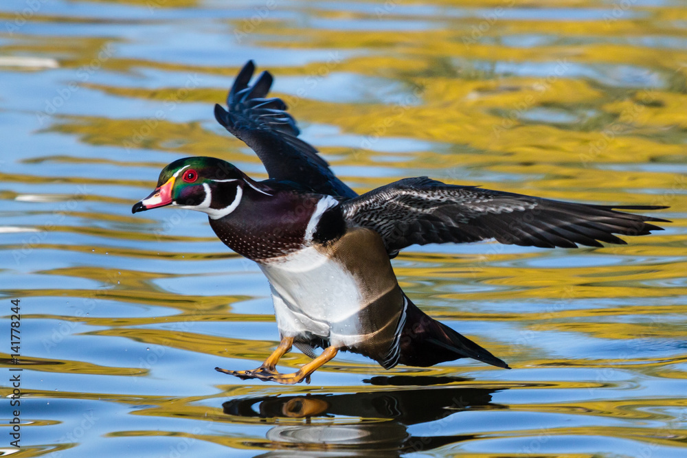 Ducks Landing On Water