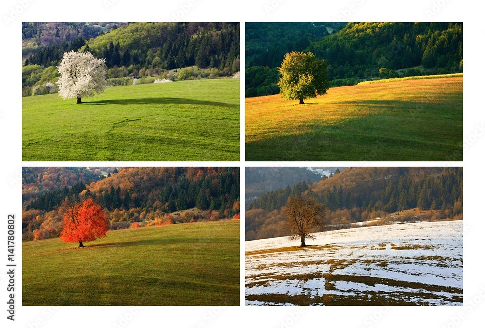 Four season single spring cherry tree on meadow. One year in life of ...