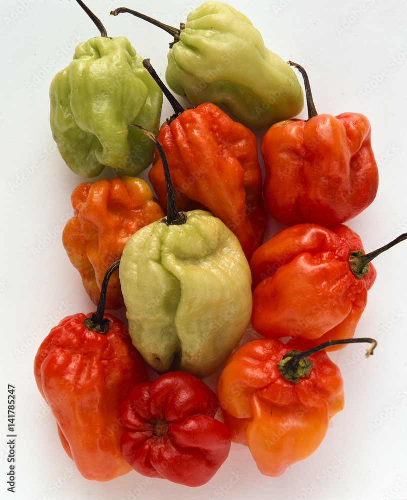 Capsicum annuum / Piment antillais Stock Photo | Adobe Stock
