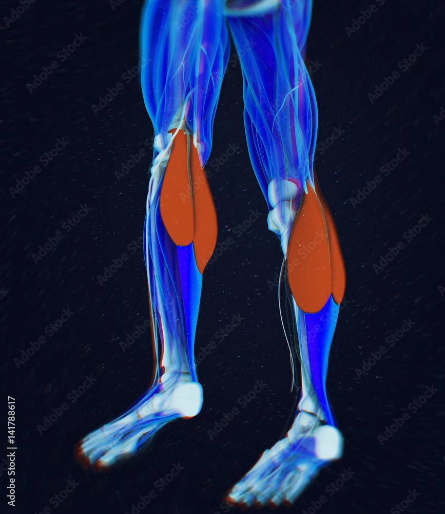Calf muscles, human anatomy, gastrocnemius. 3d illustration Stock ...