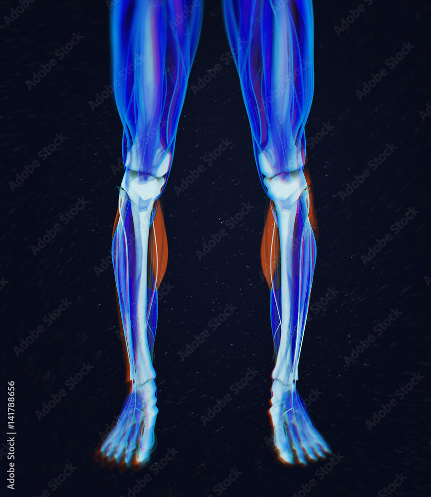 Calf muscles, human anatomy, gastrocnemius. 3d illustration Stock ...