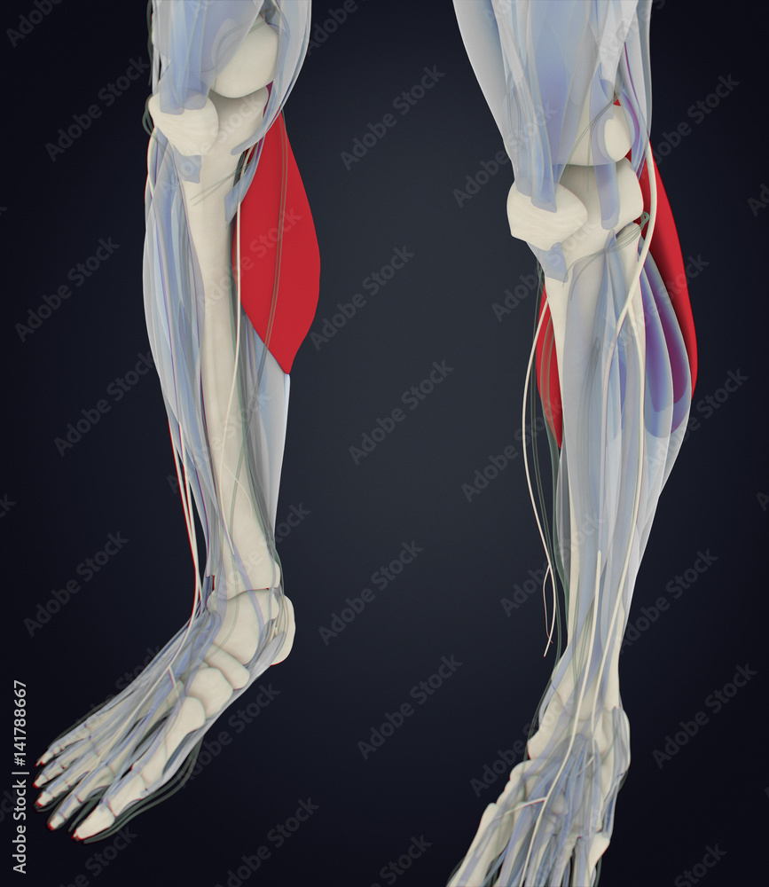 Calf muscles, human anatomy, gastrocnemius. 3d illustration Stock ...