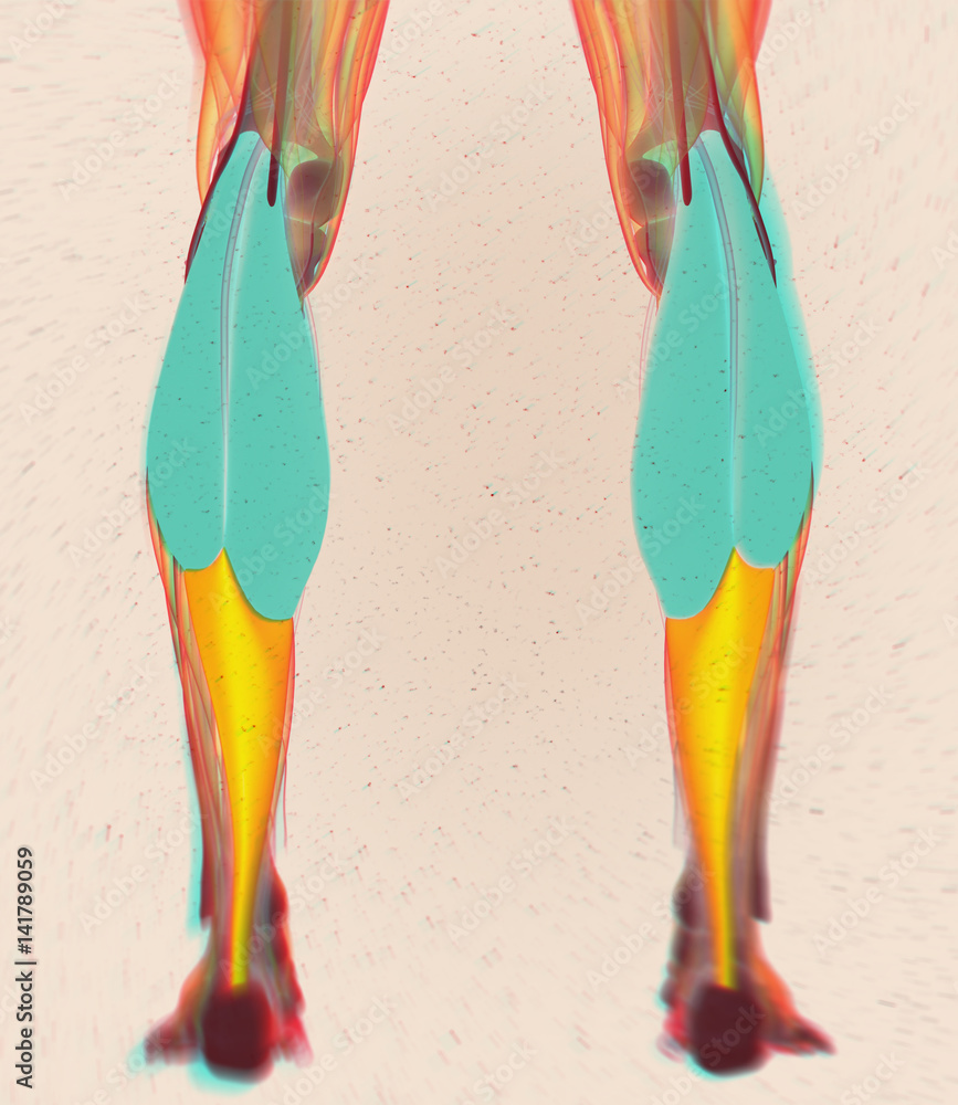 Calf muscles, human anatomy, gastrocnemius. 3d illustration Stock ...