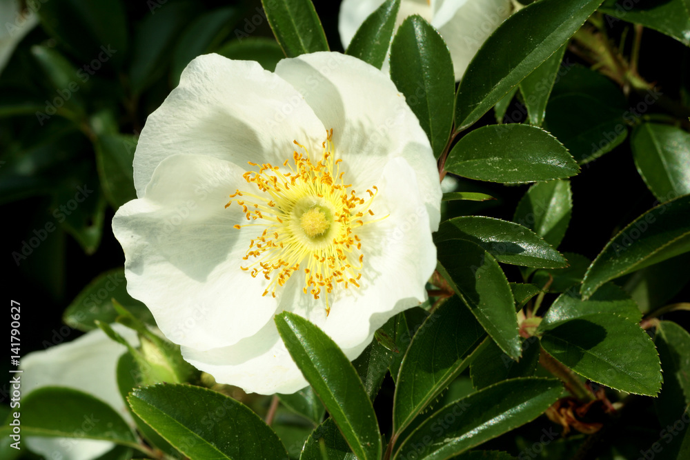Rosa laevigata / Rose 'Golden Cherry' / Rosier lisse Stock Photo ...