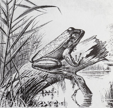 Most popular drawings and sketch image collections | Adobe Stock