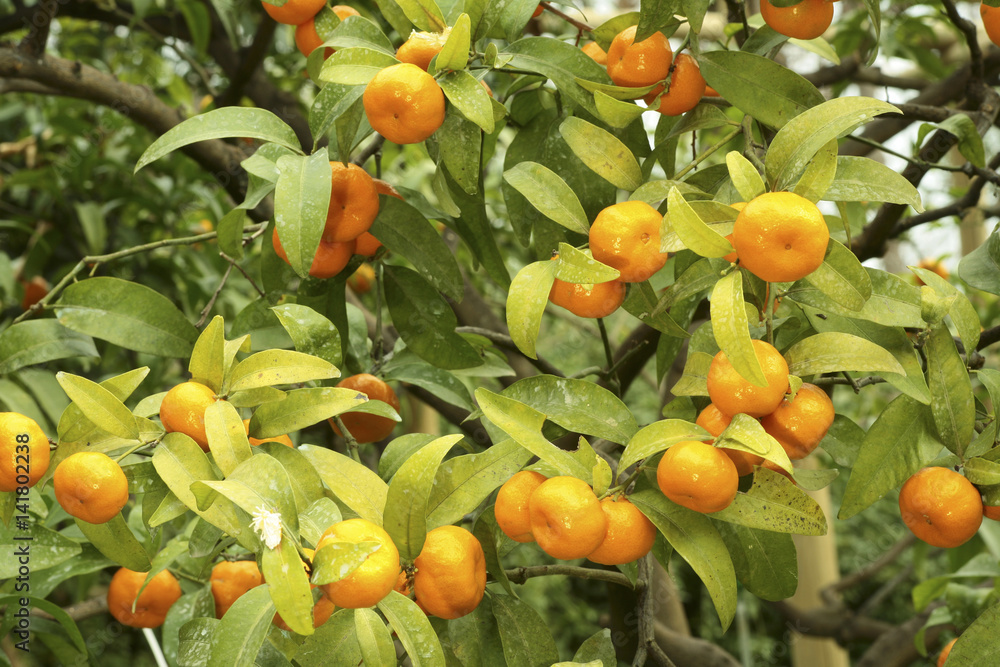 Citrus reticulata / Mandarine / Mandarinier Stock Photo | Adobe Stock