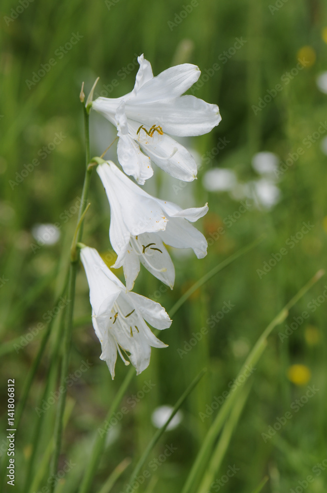 Paradisea liliastrum / Paradisia faux lis / Lis de Saint Bruno Stock ...