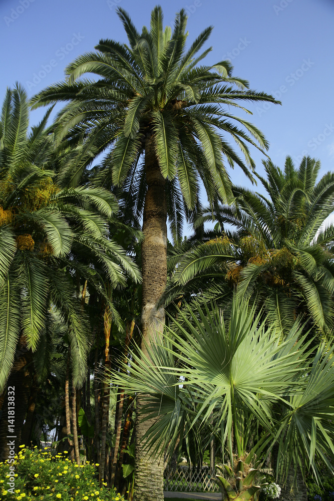 Phoenix canariensis / Dattier des Canaries / Palmier des Canaries Stock ...