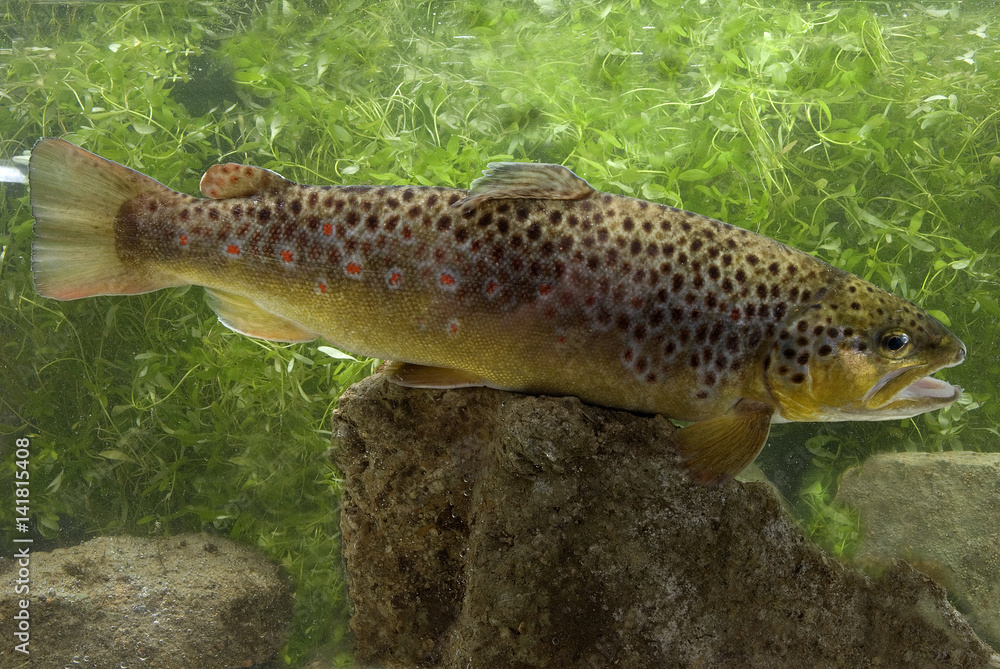 Foto de Salmo trutta fario / Truite fario / Truite de rivière do Stock ...