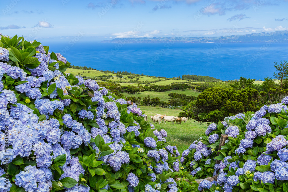 Typical azorean landscape with green hills, cows and hydrangeas, Pico ...
