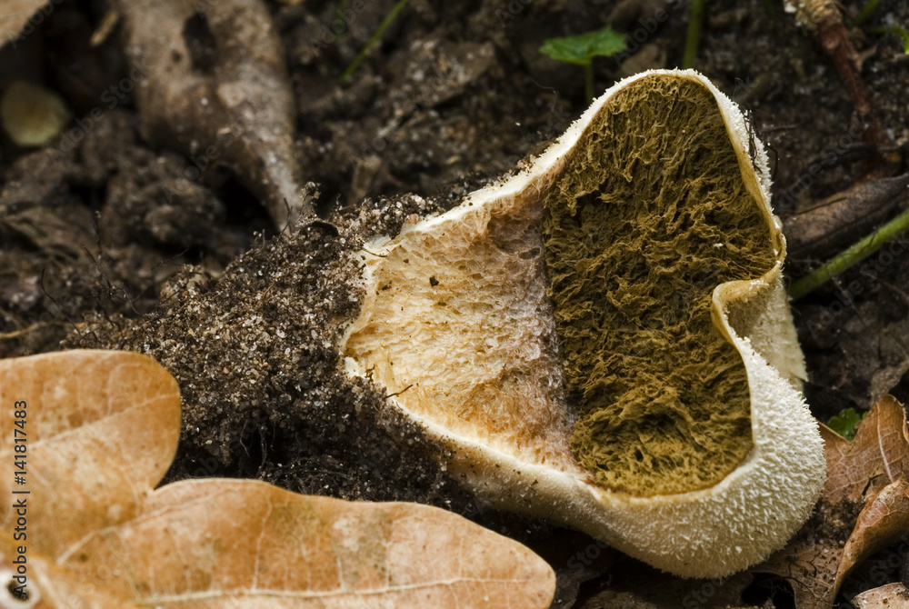 Vascellum pratense / Vesse de loup des prés / vesse de loup à ...