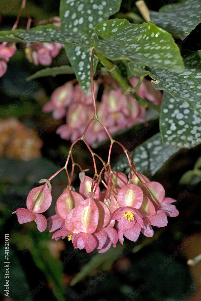 Begonia x / Bégonia 'Marjorie' / Bégonia bambusiforme Stock Photo ...