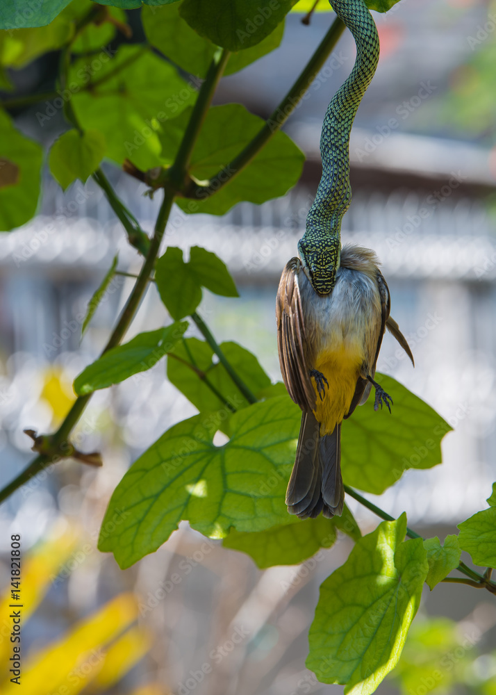 Birds are eating snakes. Stock Photo | Adobe Stock
