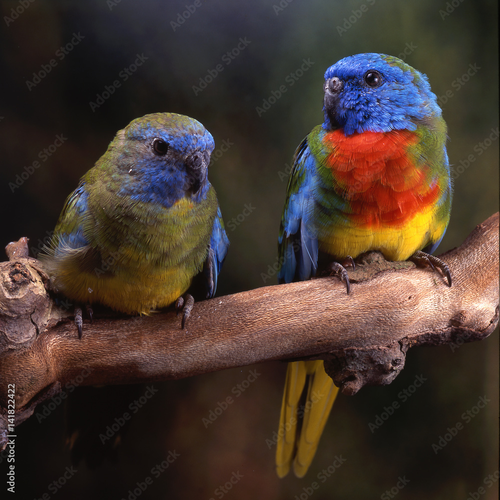 Neophema splendida / Perruche splendide / Euphème resplendissante Stock ...