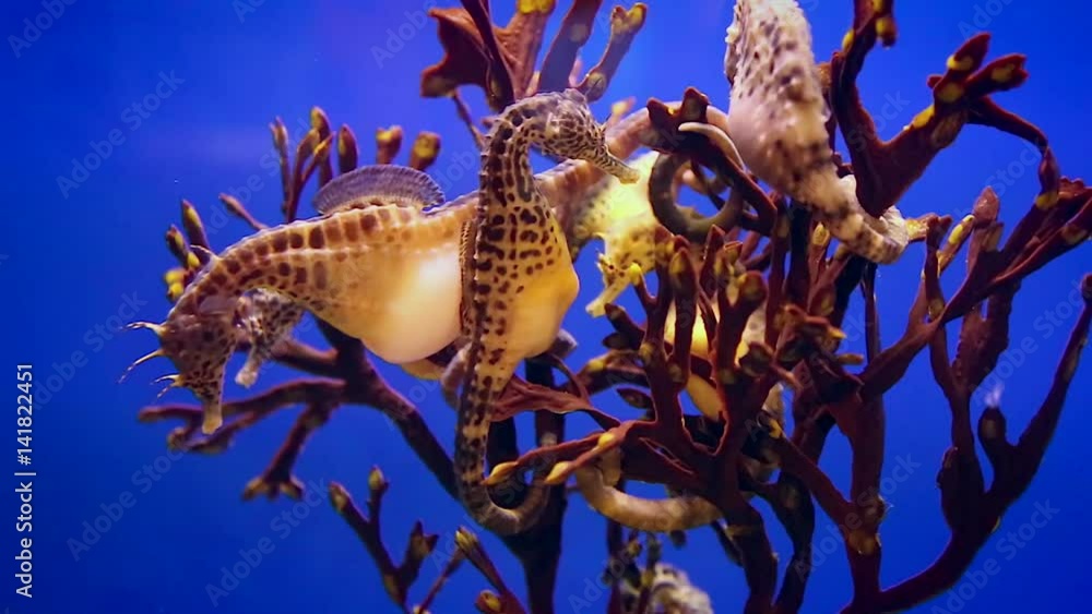 The big-belly seahorse or pot-bellied seahorse, Hippocampus abdominalis, is one of the largest ...