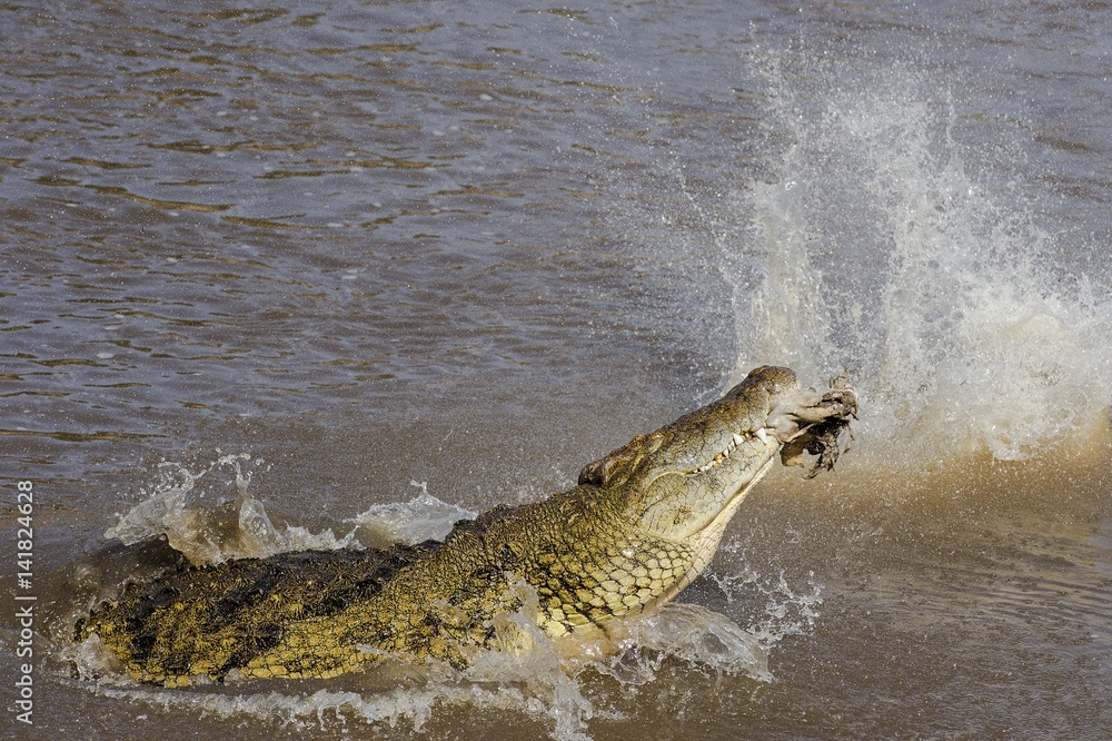 Crocodiles Eating Prey