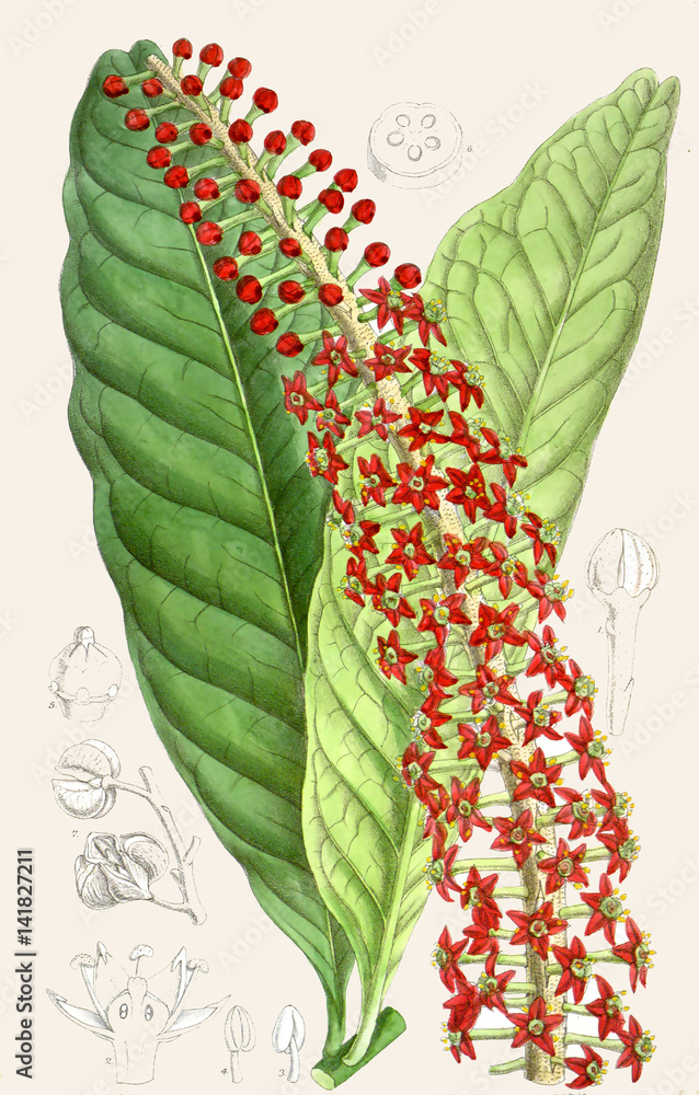 Illustration botanique / Pilocarpus microphyllus / Jaborandi Stock ...