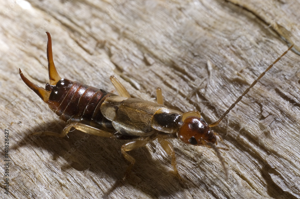Forficula auricularia / Perce-oreille forficule Stock Photo | Adobe Stock