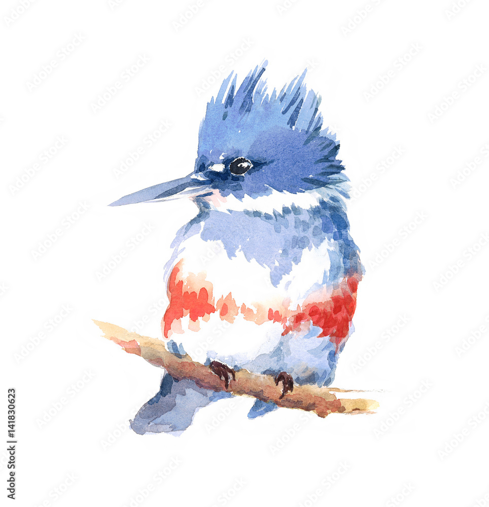 Belted Kingfisher Drawing