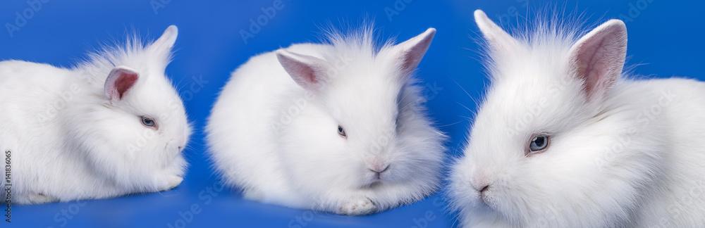 white rabbits on a blue background Stock Photo | Adobe Stock