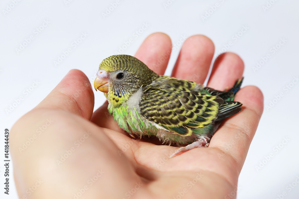 cute Baby bird in hand on white background Stock Photo | Adobe Stock