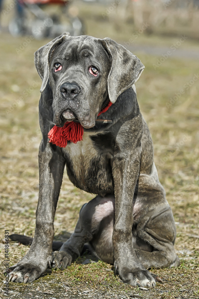 Foto de Gray Cane Corso puppy at the age of seven months. do Stock ...