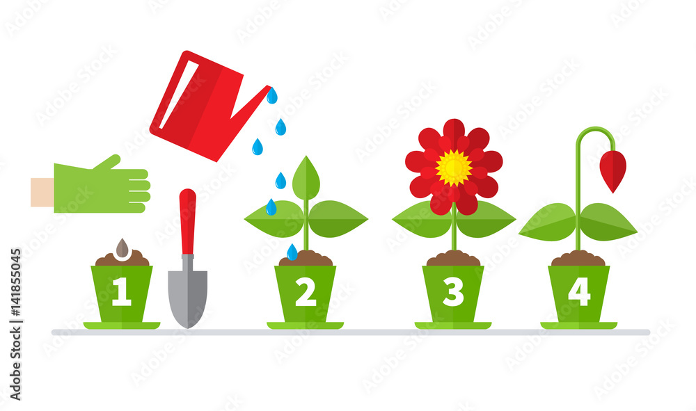 Infographic four stages of plant growth. Growing concept. Flat design ...