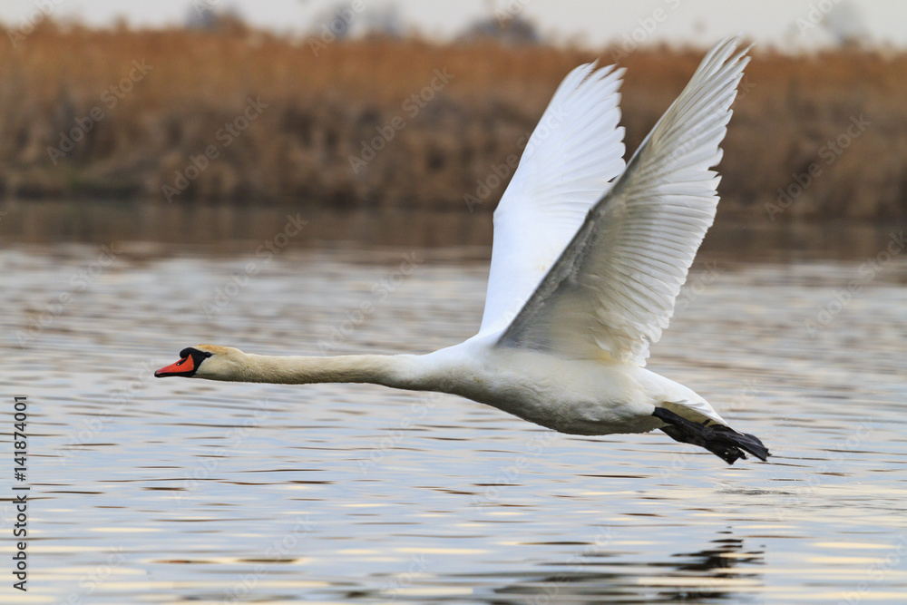 beautiful swan flying over the lake Stock Photo | Adobe Stock