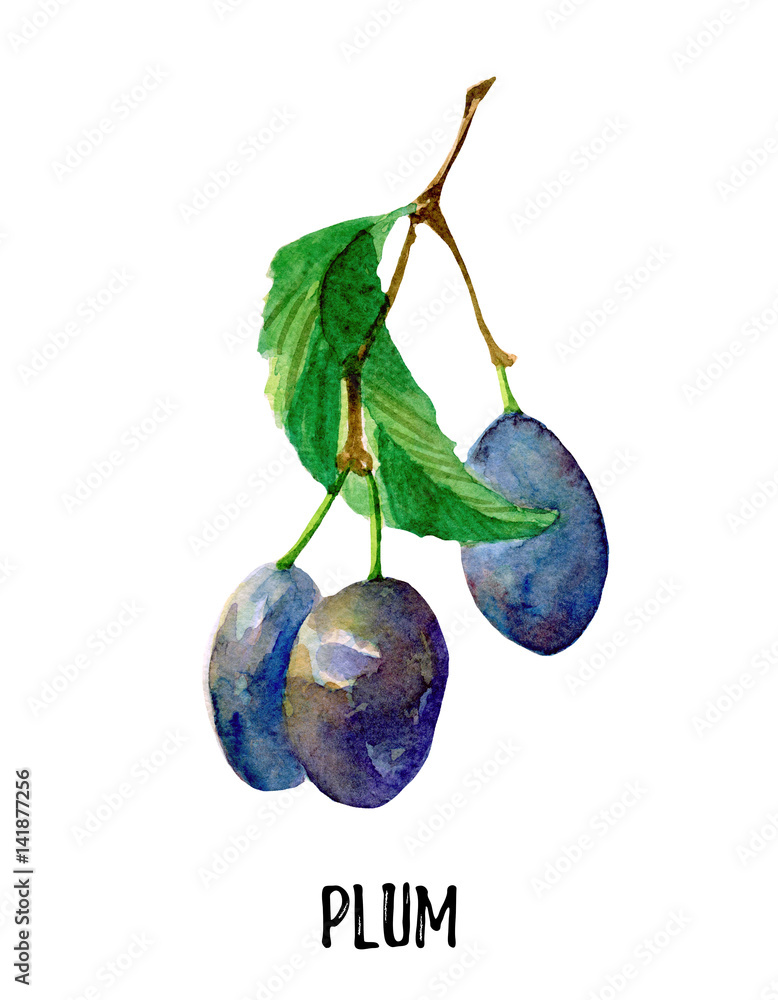 Plum illustration. Hand drawn watercolor on white background. Stock ...