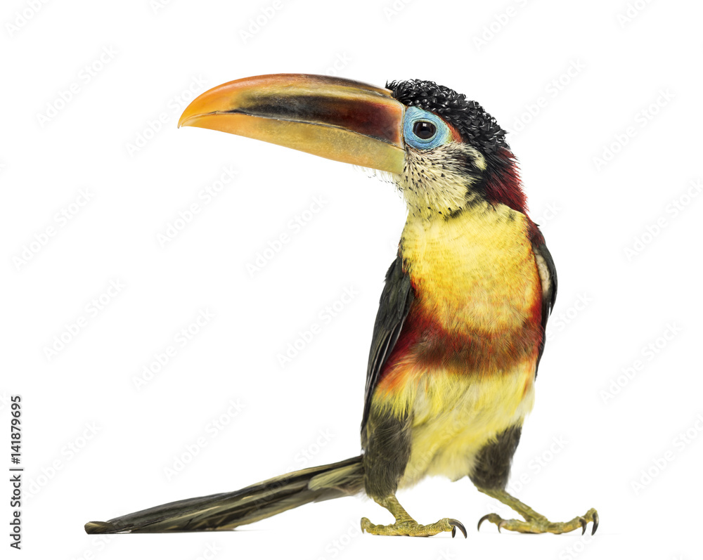 Curl-crested aracari, isolated on white Stock Photo | Adobe Stock