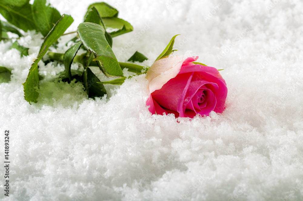 Love will endure forever - frozen winter pink rose covered in snow and ...