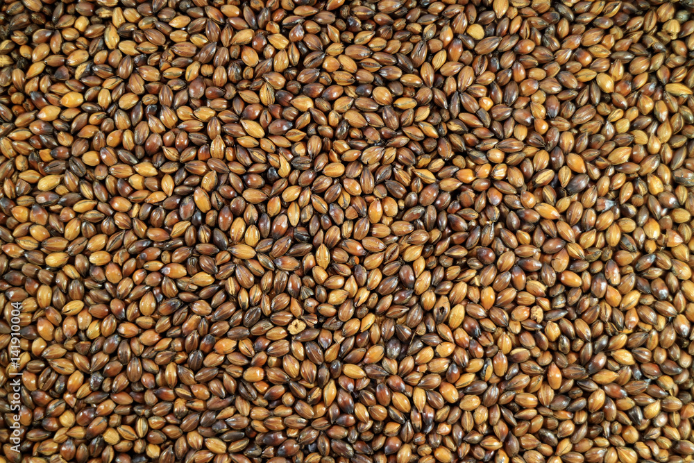 Many Shades of Brown Color Roasted Barley, Top View for Background ...